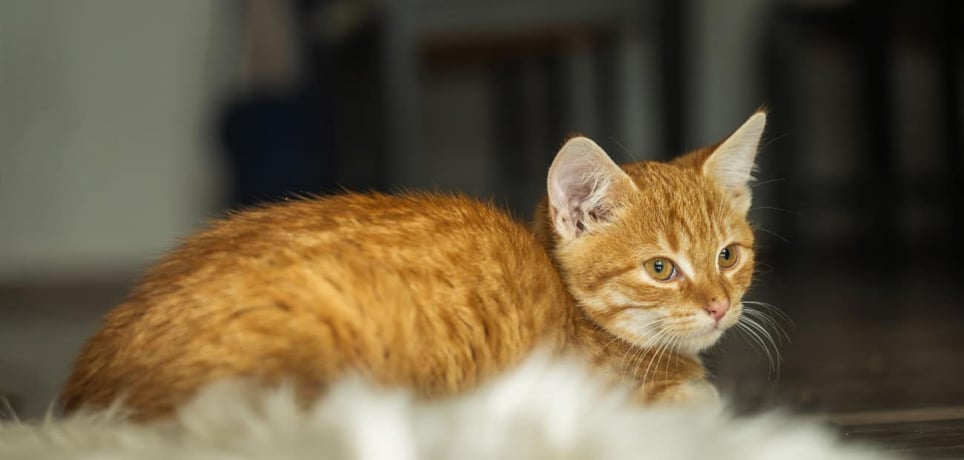 11 Best Tomcat Hosting Providers (Oct. 2025)